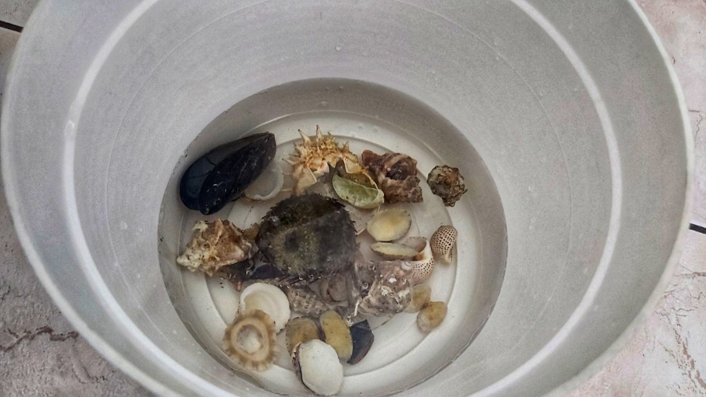 How To Clean Seashells – Alphe's Corner