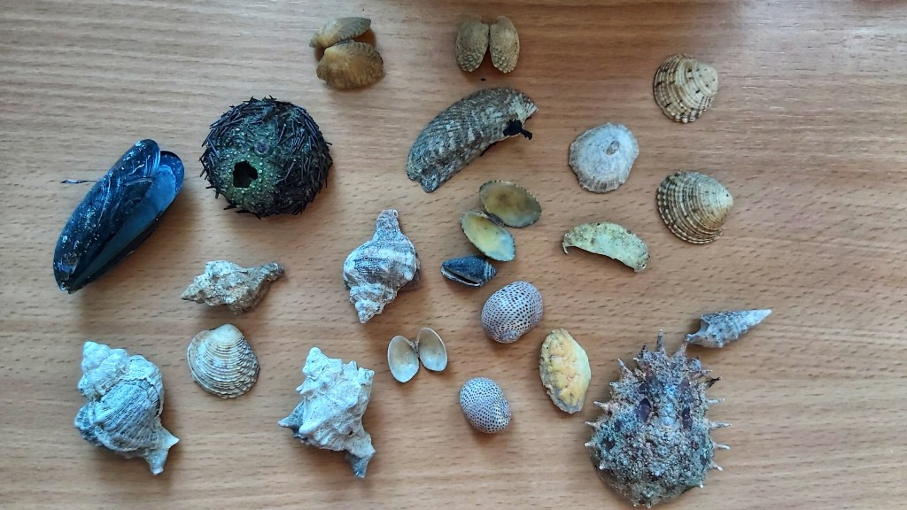 How To Clean Seashells – Alphe's Corner