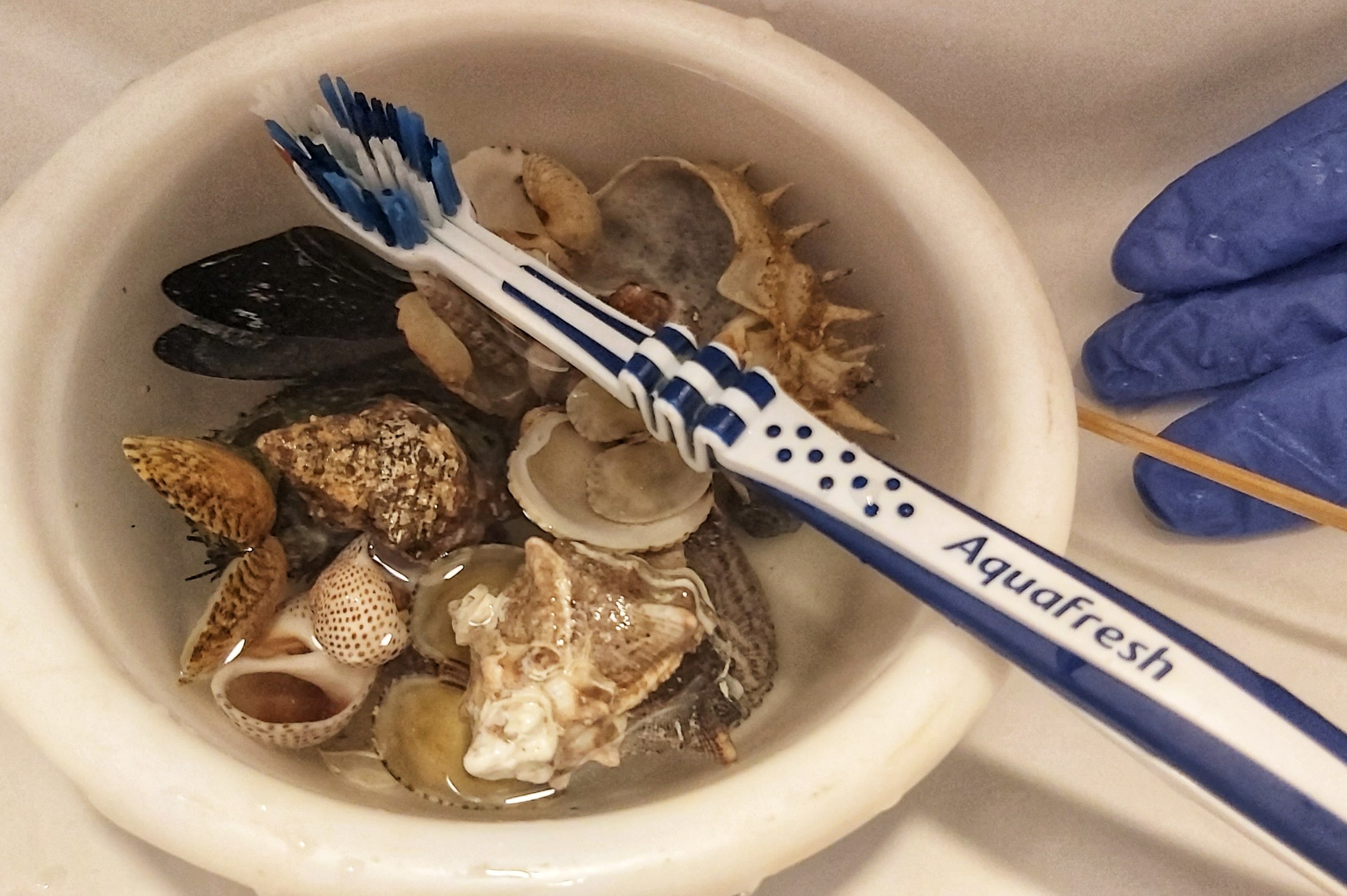 How To Clean Seashells – Alphe's Corner