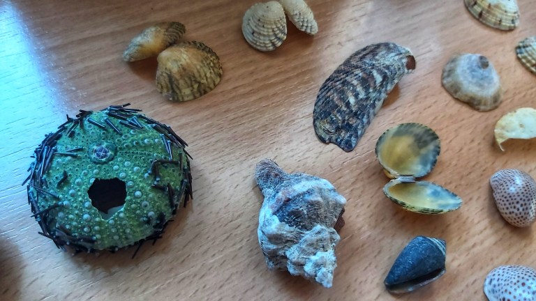 How To Clean Seashells – Alphe's Corner