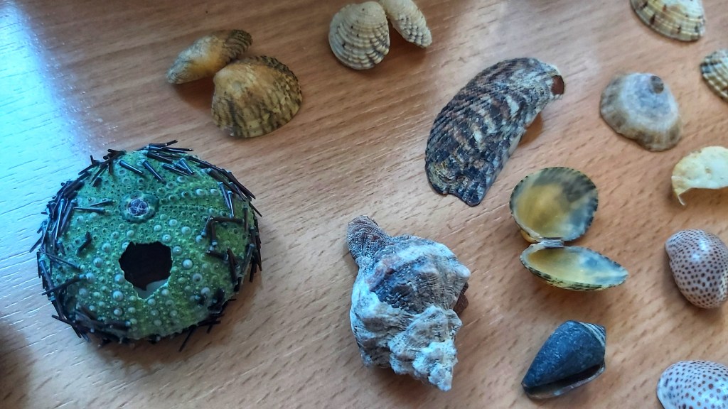 How To Clean Seashells – Alphe's Corner