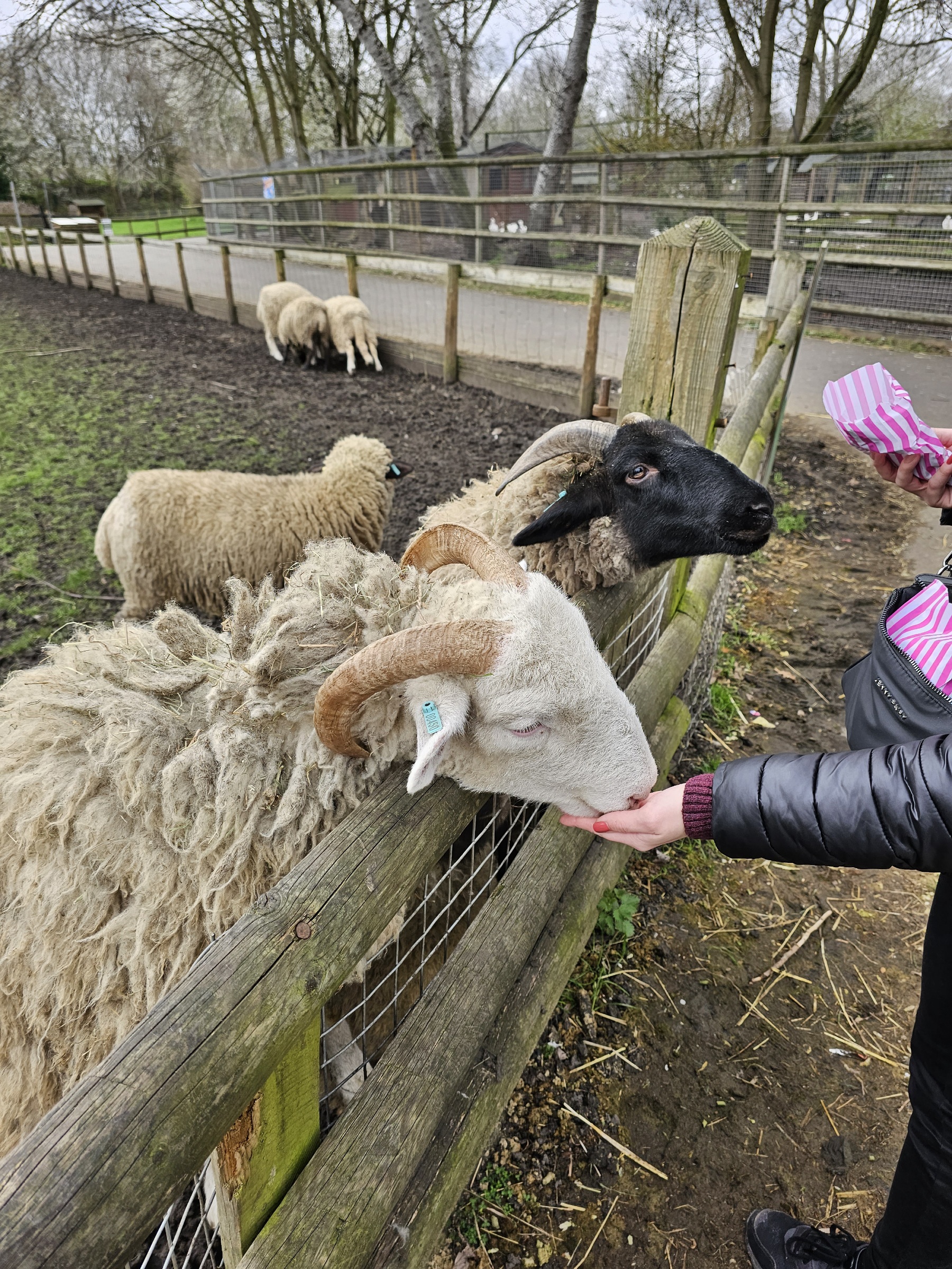 London Mudchute Farm – Alphe's Corner