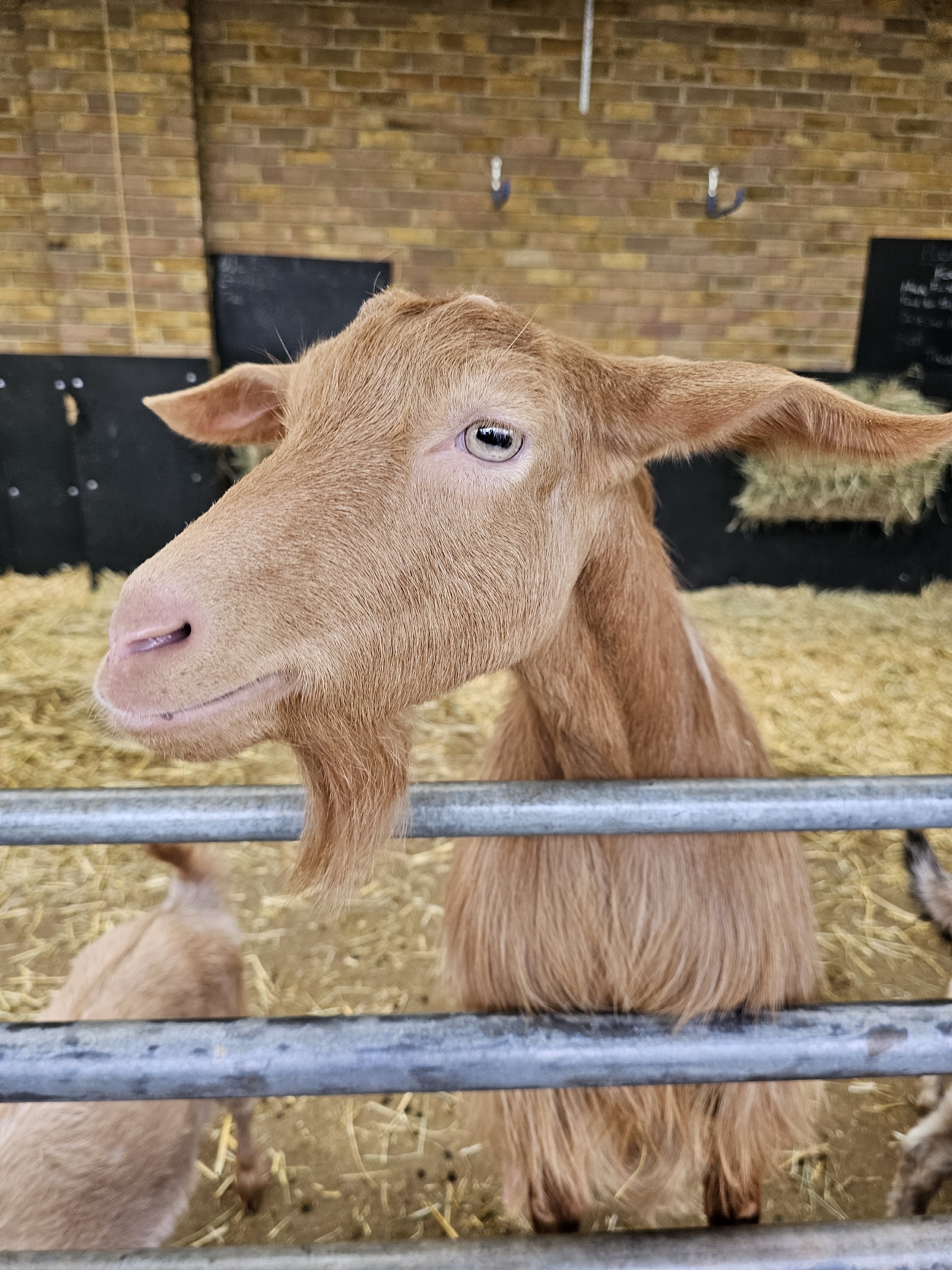 London Mudchute Farm – Alphe's Corner