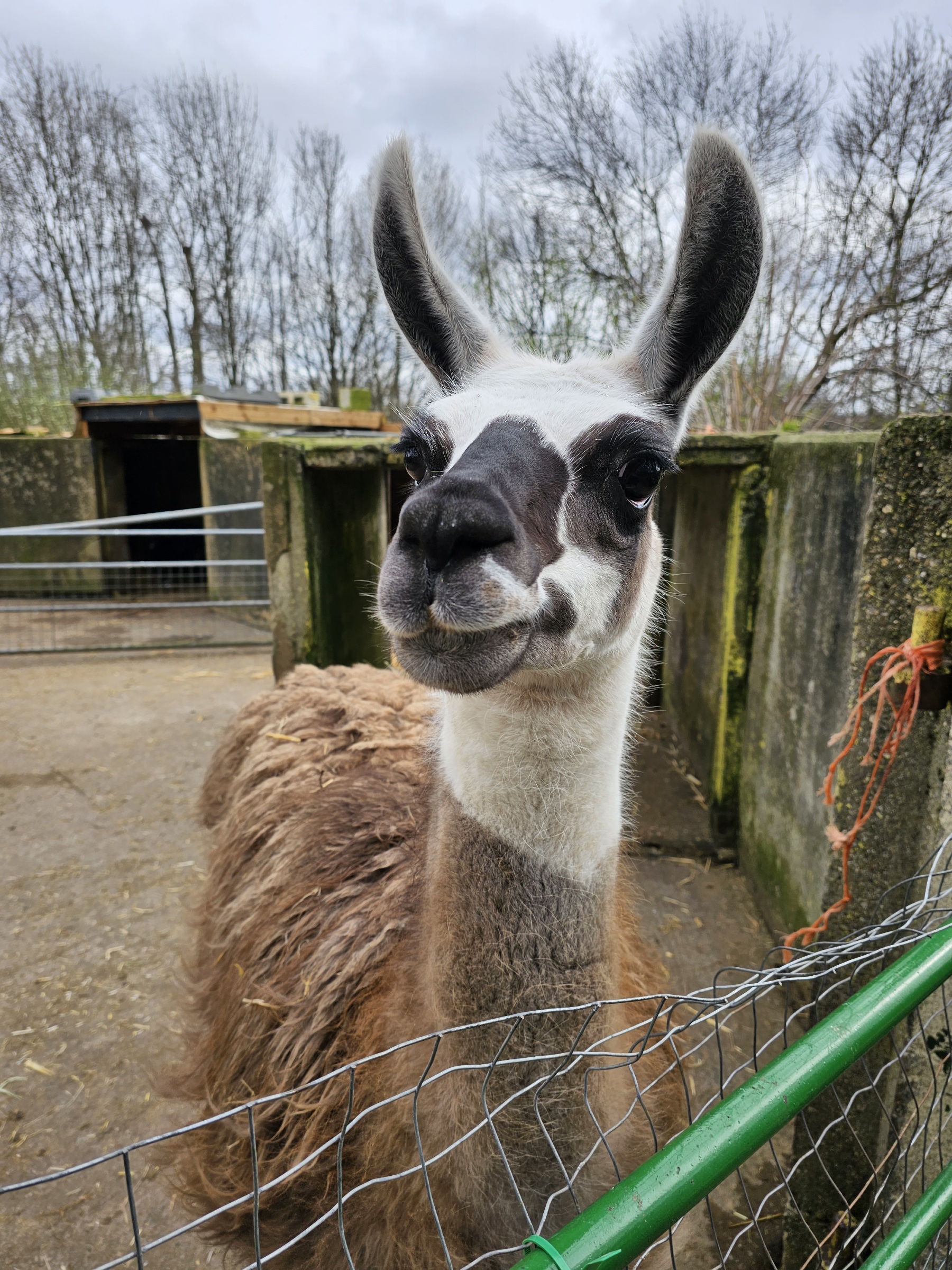 London Mudchute Farm – Alphe's Corner