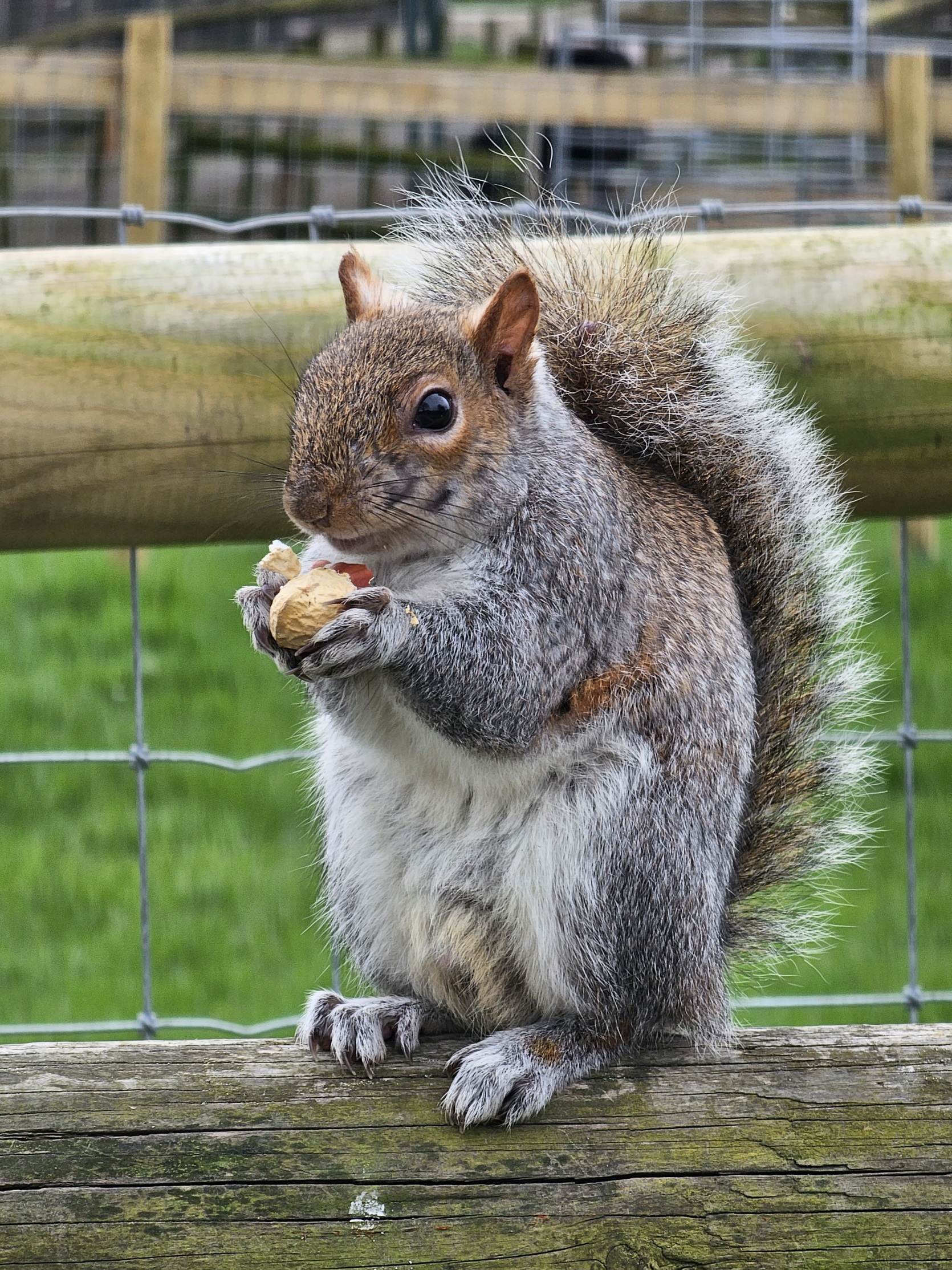 London Mudchute Farm – Alphe's Corner