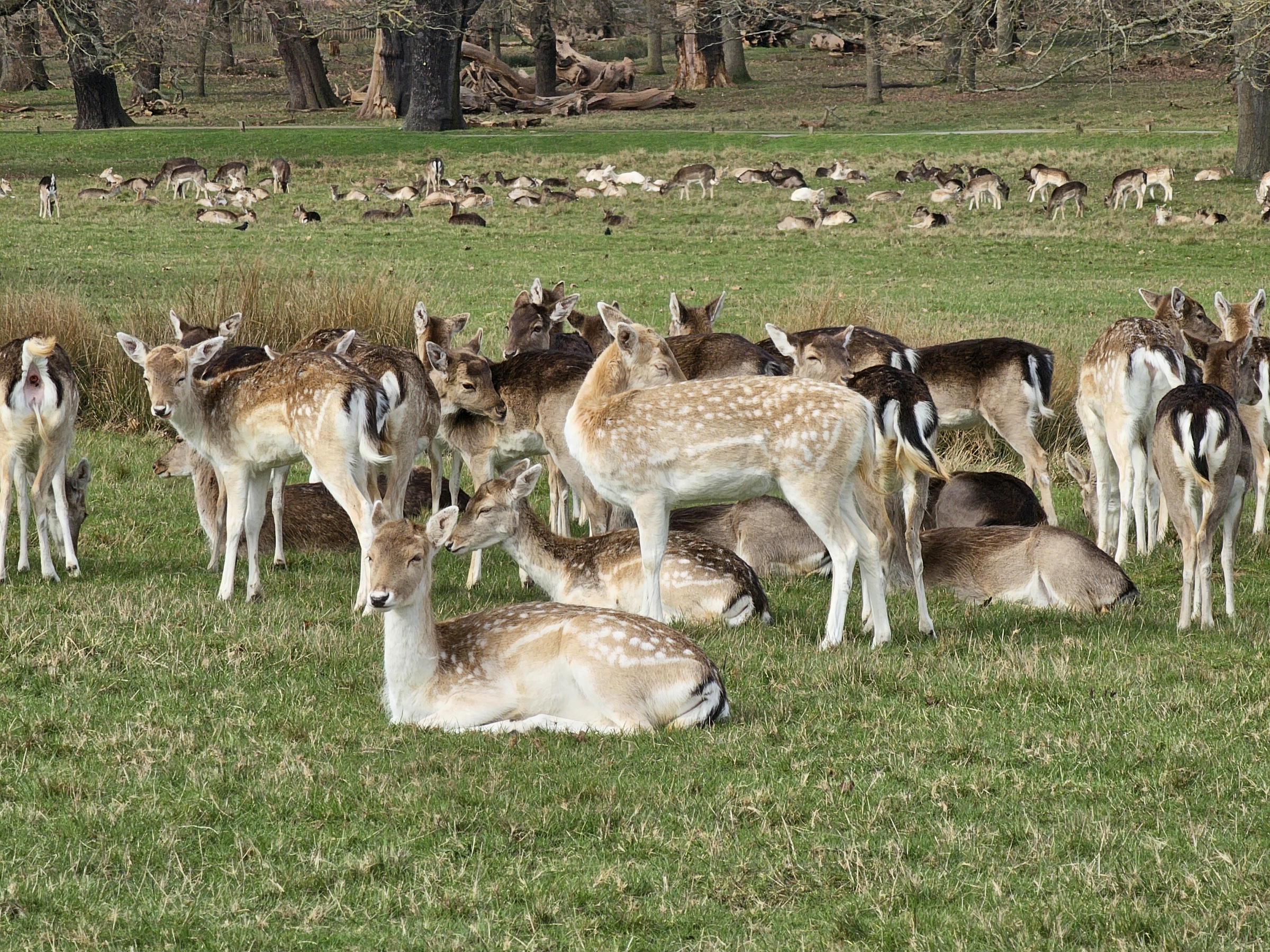 A Visit To WWT London Wetland Centre – Alphe's Corner