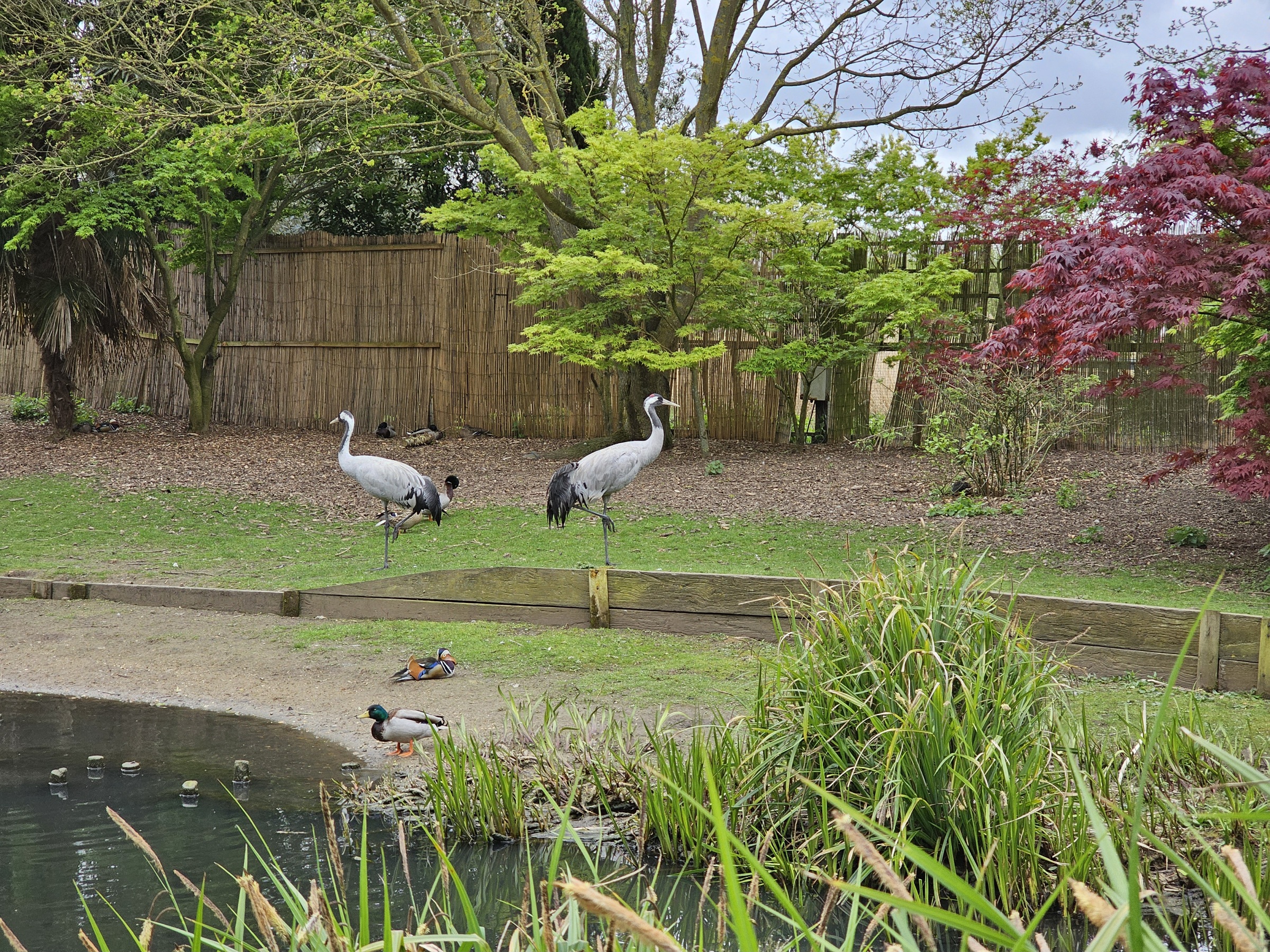 A Visit To WWT London Wetland Centre – Alphe's Corner