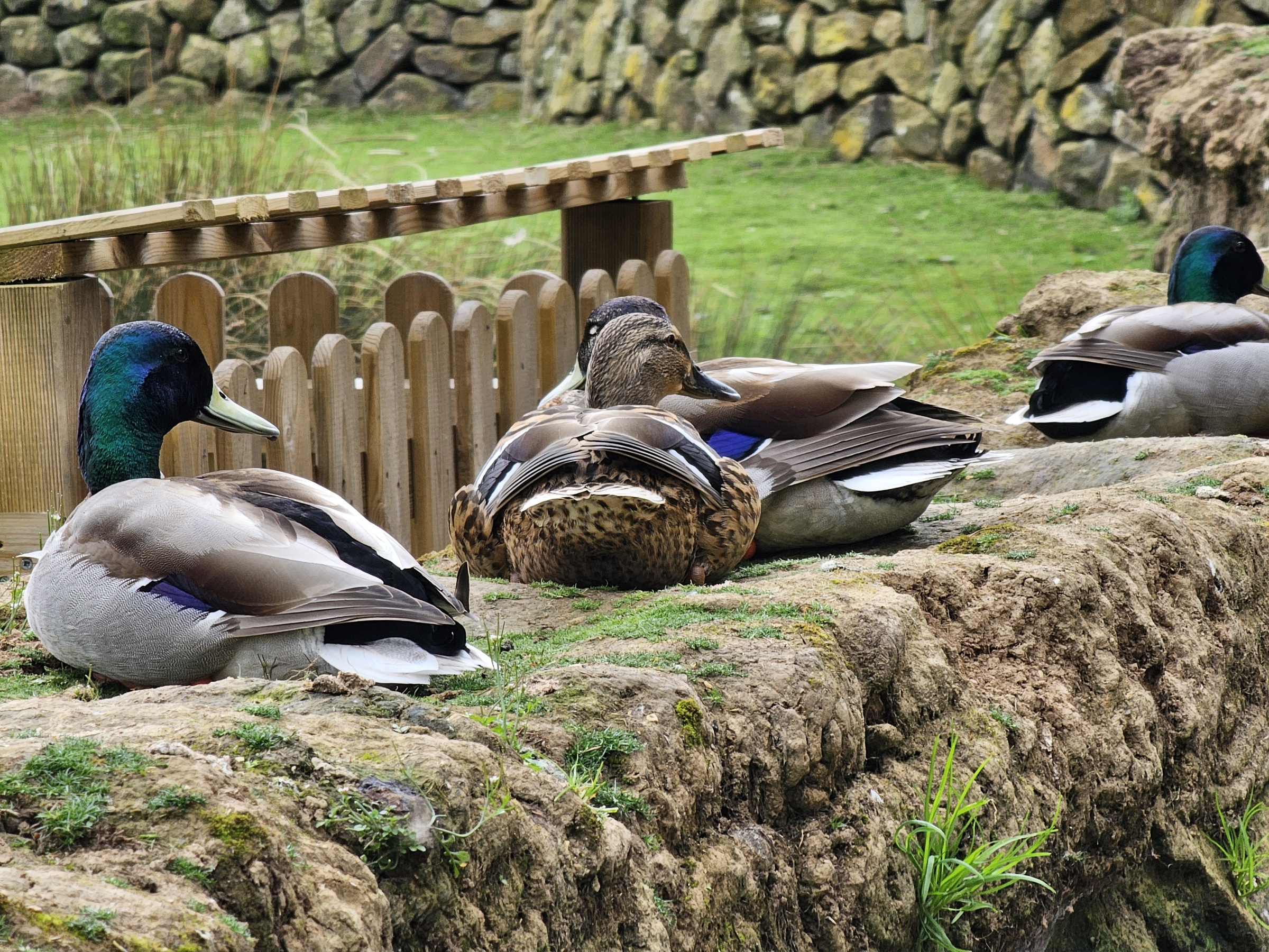 A Visit To WWT London Wetland Centre – Alphe's Corner