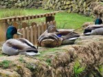 A Visit To WWT London Wetland Centre – Alphe's Corner