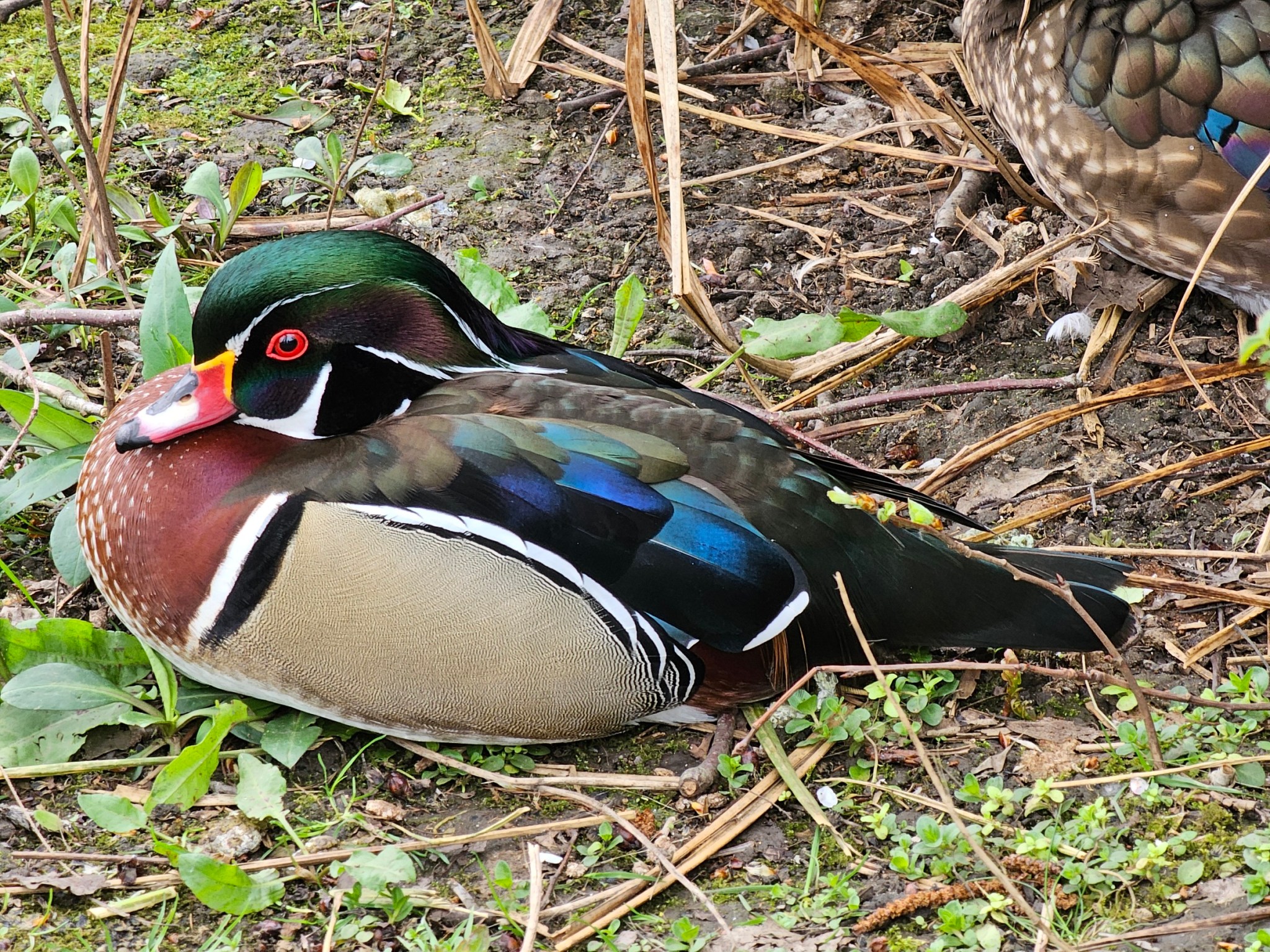 A Visit To WWT London Wetland Centre – Alphe's Corner