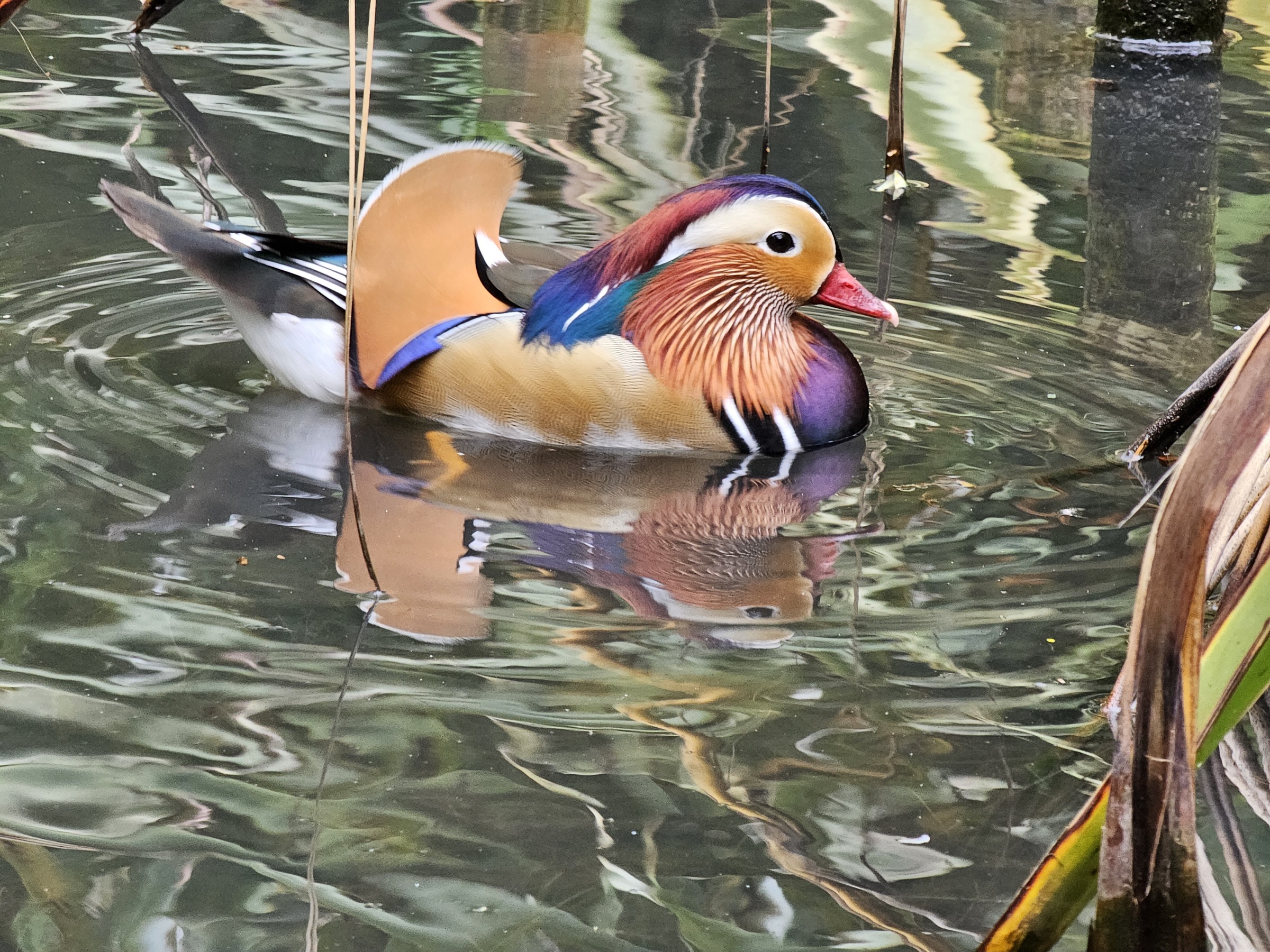 A Visit To WWT London Wetland Centre – Alphe's Corner