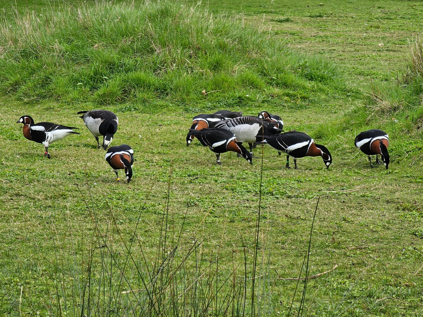 A Visit To WWT London Wetland Centre – Alphe's Corner