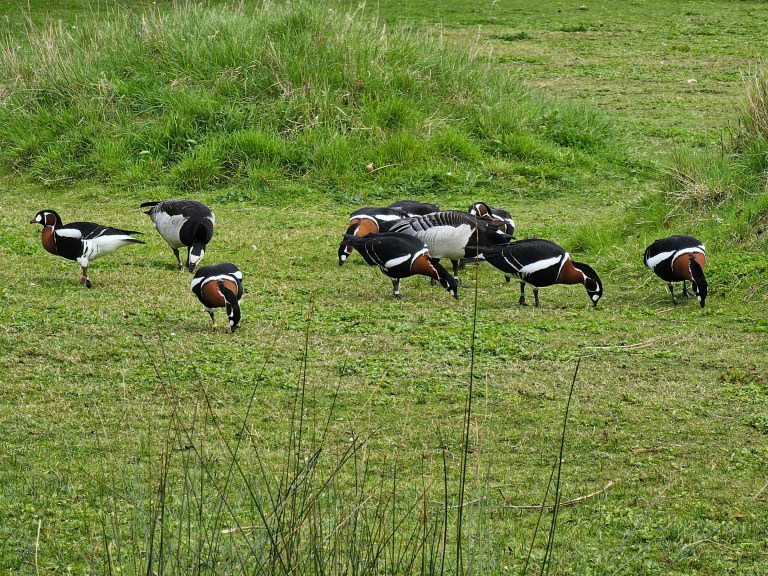 A Visit To WWT London Wetland Centre – Alphe's Corner