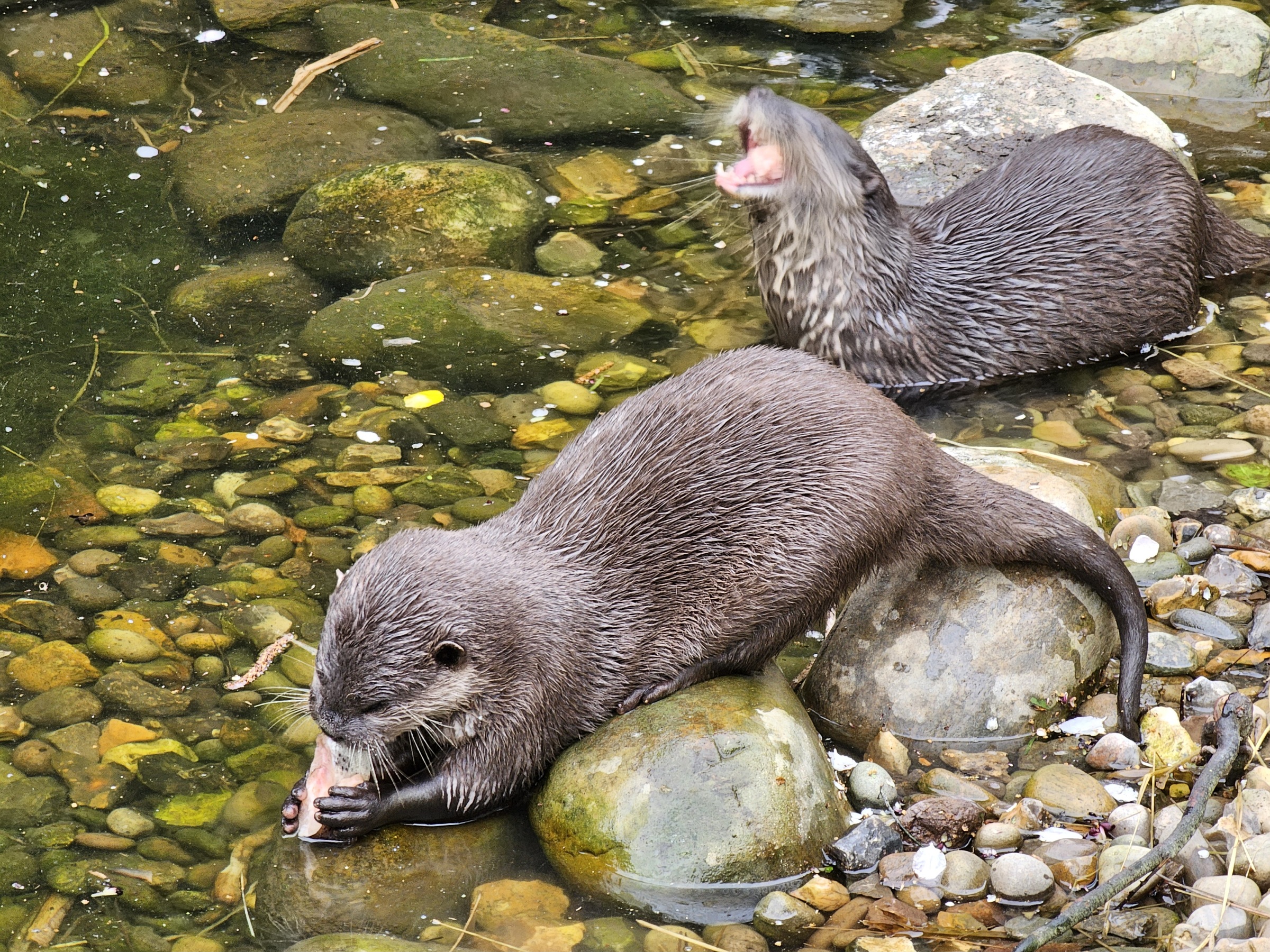 A Visit To WWT London Wetland Centre – Alphe's Corner