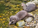 A Visit To WWT London Wetland Centre – Alphe's Corner