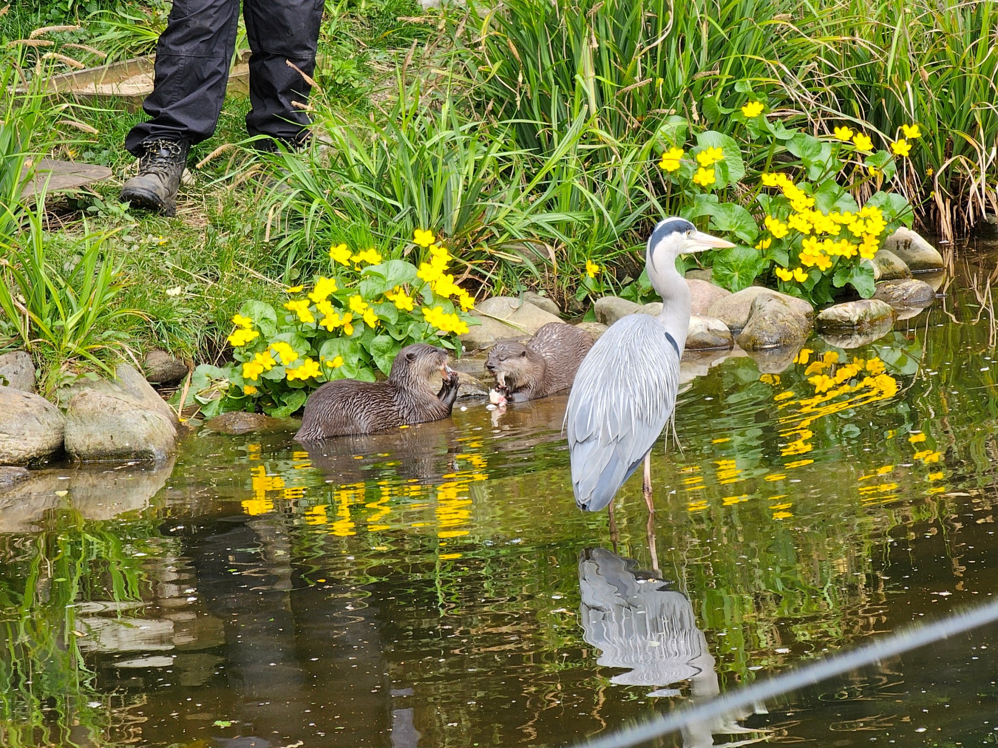 A Visit To WWT London Wetland Centre – Alphe's Corner