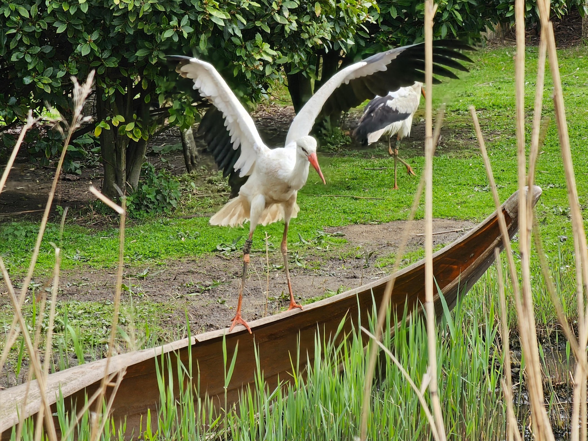 A Visit To WWT London Wetland Centre – Alphe's Corner