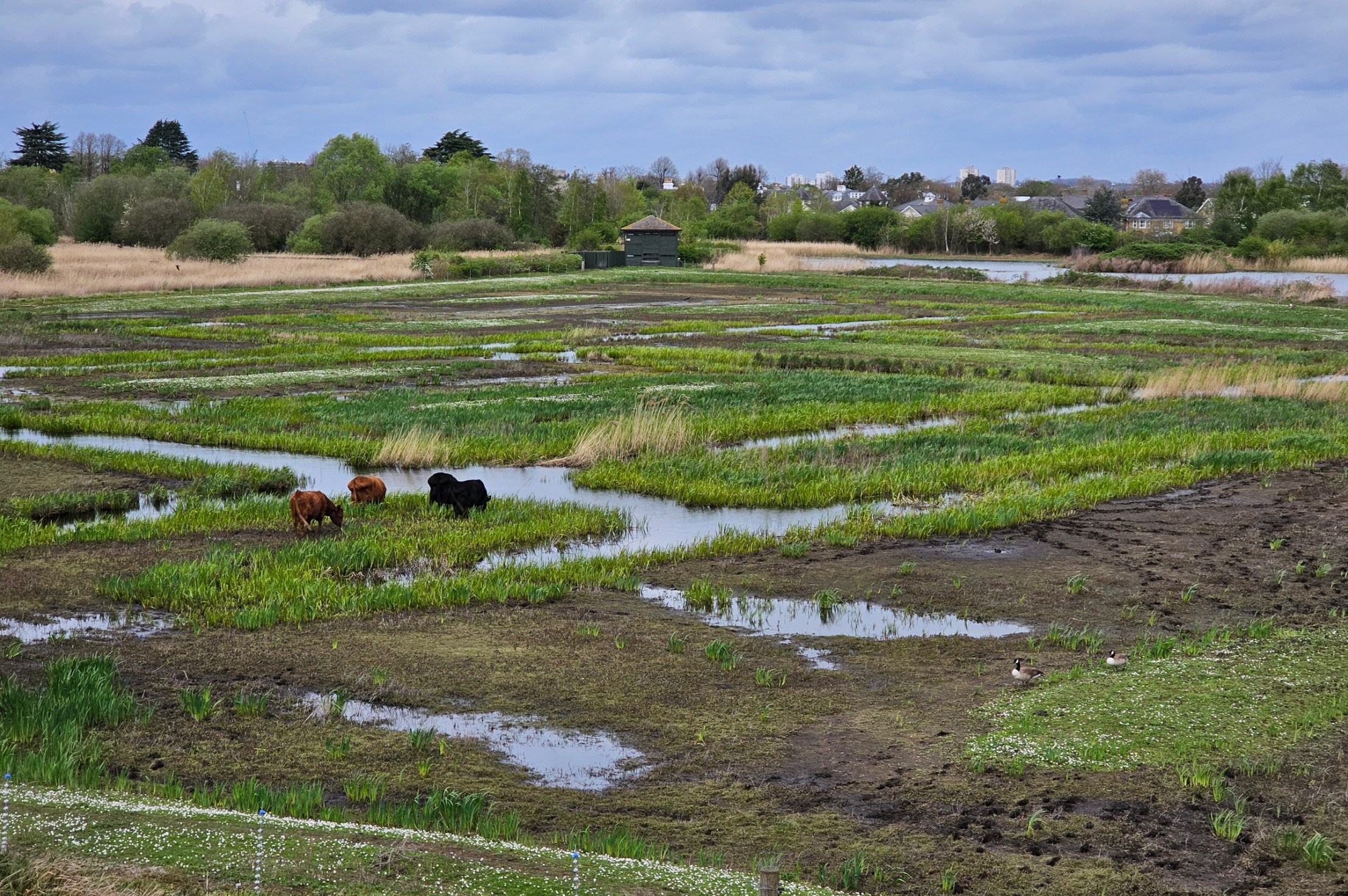 A Visit To WWT London Wetland Centre – Alphe's Corner