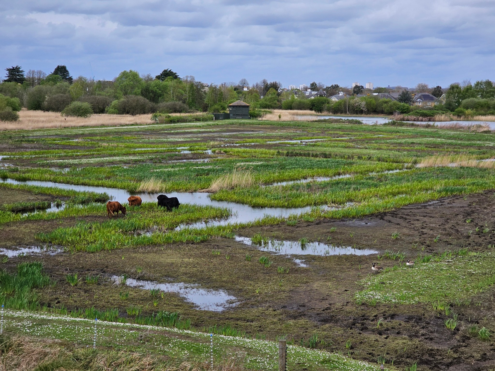 A Visit To WWT London Wetland Centre – Alphe's Corner