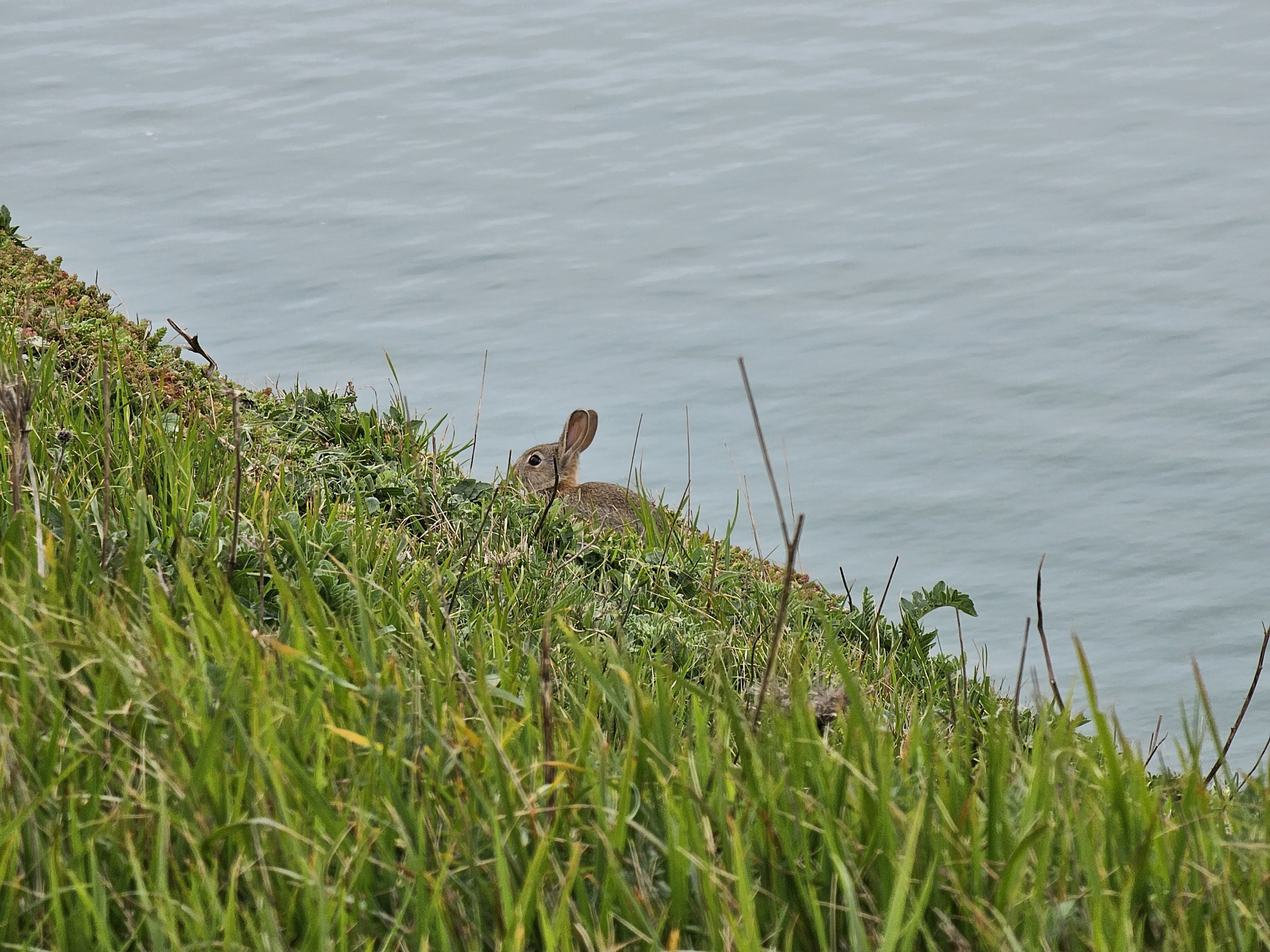 Folkestone To Dover Hike – Clifftop Route – Alphe's Corner