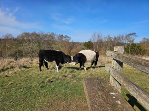 Box Hill Hike, England – Great Hiking Trail Near London – Alphe's Corner
